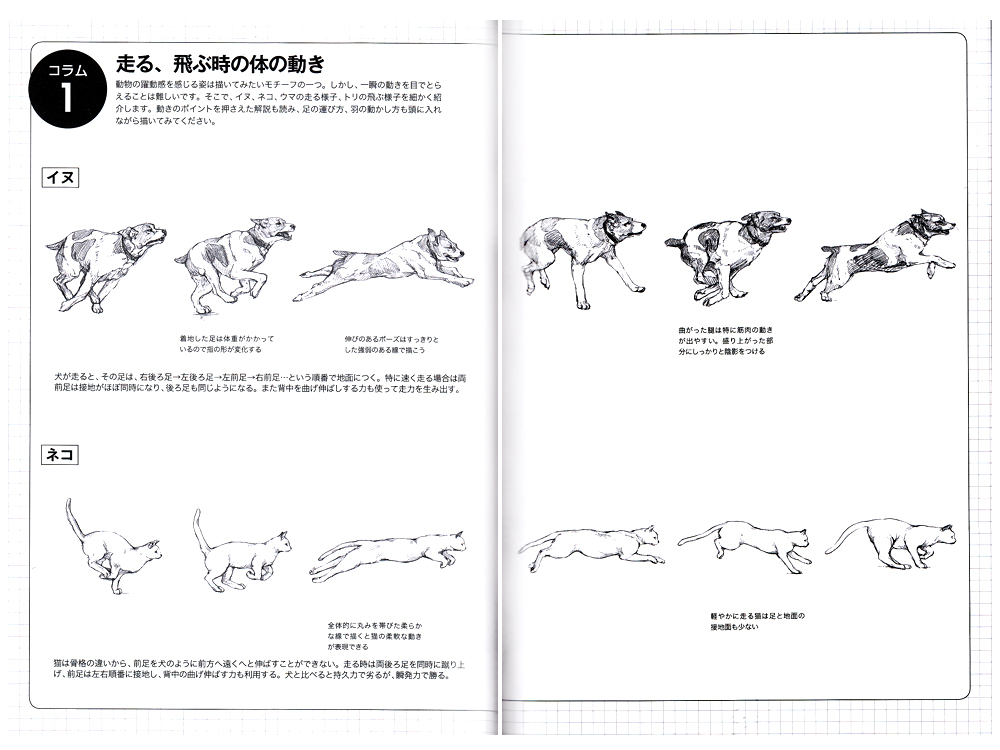 Animal Pose Collection - 150 Species of Shape and Movement Reference ...