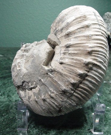 Devil's Toenail Fossil Facts Discount | emergencydentistry.com