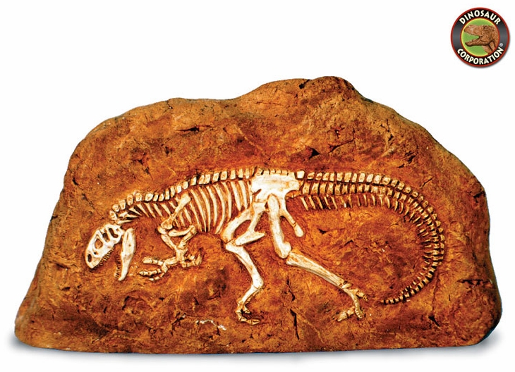 Allosaurus Skeleton | Fossil Replica | Dinosaur Corporation