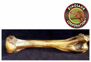 American Lion Humerus For Sale | Dinosaur Corporation