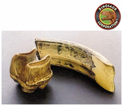 Diprotodon Tooth | Dinosaur Corporation
