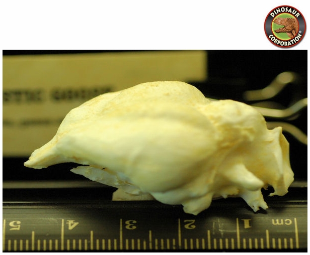 Domestic Goose Brain | Dinosaur Corporation