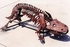 Eryops Skeleton For Sale | Fossil Replica | Dinosaur Corporation