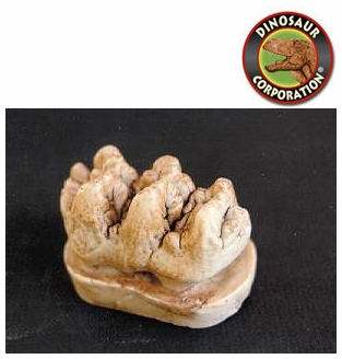 Gomphothere Tooth | Dinosaur Corporation