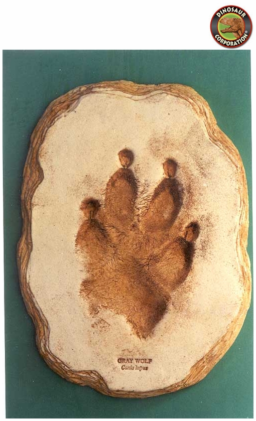 Gray Wolf Footprint | Dinosaur Corporation