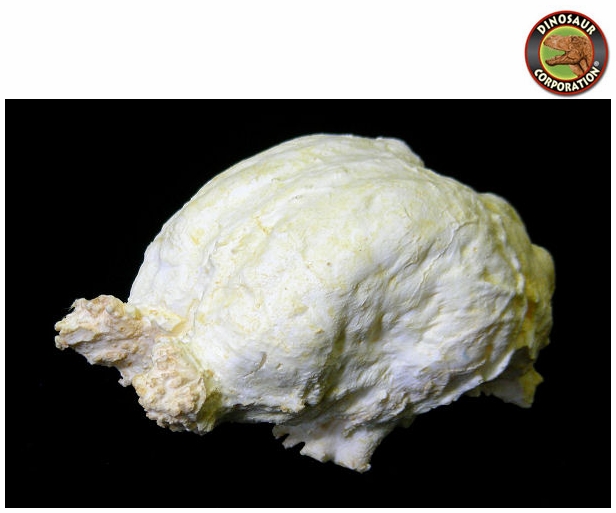 Ground Sloth Brain | Dinosaur Corporation