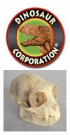 Marmosets and Tamarins Skulls For Sale | Dinosaur Corporation