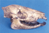 Mesohippus Skull For Sale | Dinosaur Corporation