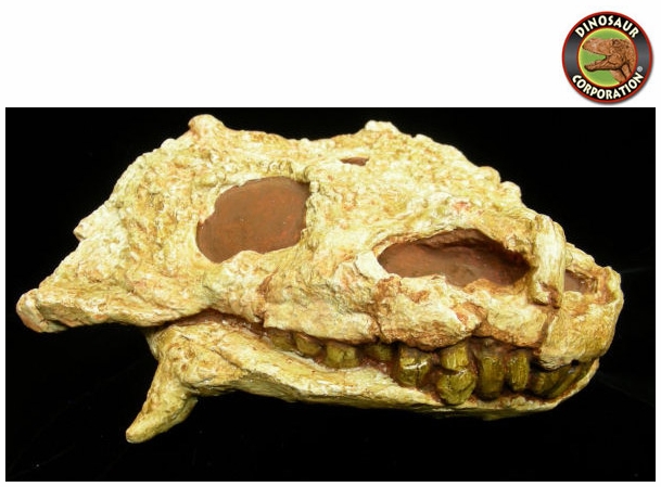 Pareiasaur Skull For Sale