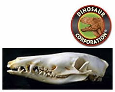 Peramelemorphia Skulls | Dinosaur Corporation