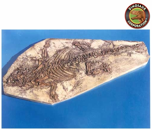 Psitacosaur Fossil Skeleton For Sale | Dinosaur Corporation