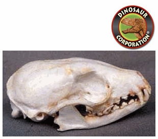 Ringtail Cat Skull For Sale | Dinosaur Corporation