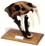 Prehistoric Dinosaur Skulls | Dinosaur Bones, Teeth, & Claws