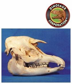 Tapirs Skulls For Sale | Dinosaur Corporation