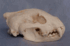 Wolverine Skull For Sale | Dinosaur Corporation