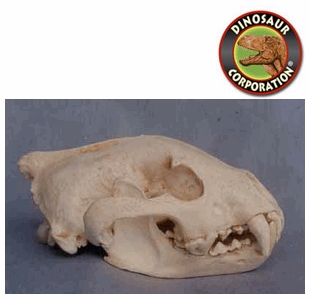 Wolverine Skull For Sale | Dinosaur Corporation
