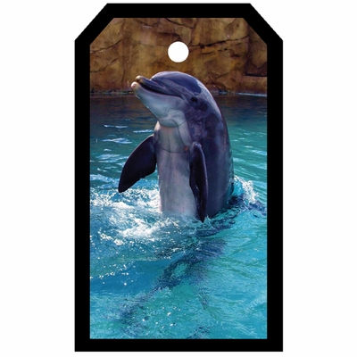 Sea World & Discovery Cove Scrapbooking