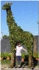 Giraffe Topiary