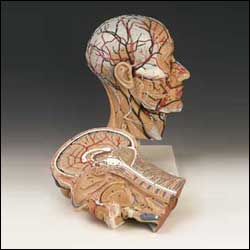 Human Half Head ANATOMICAL MODEL