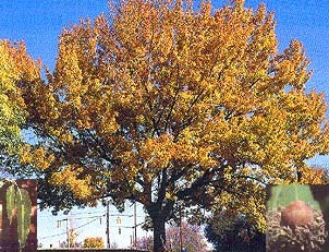 Sawtooth Oak Tree