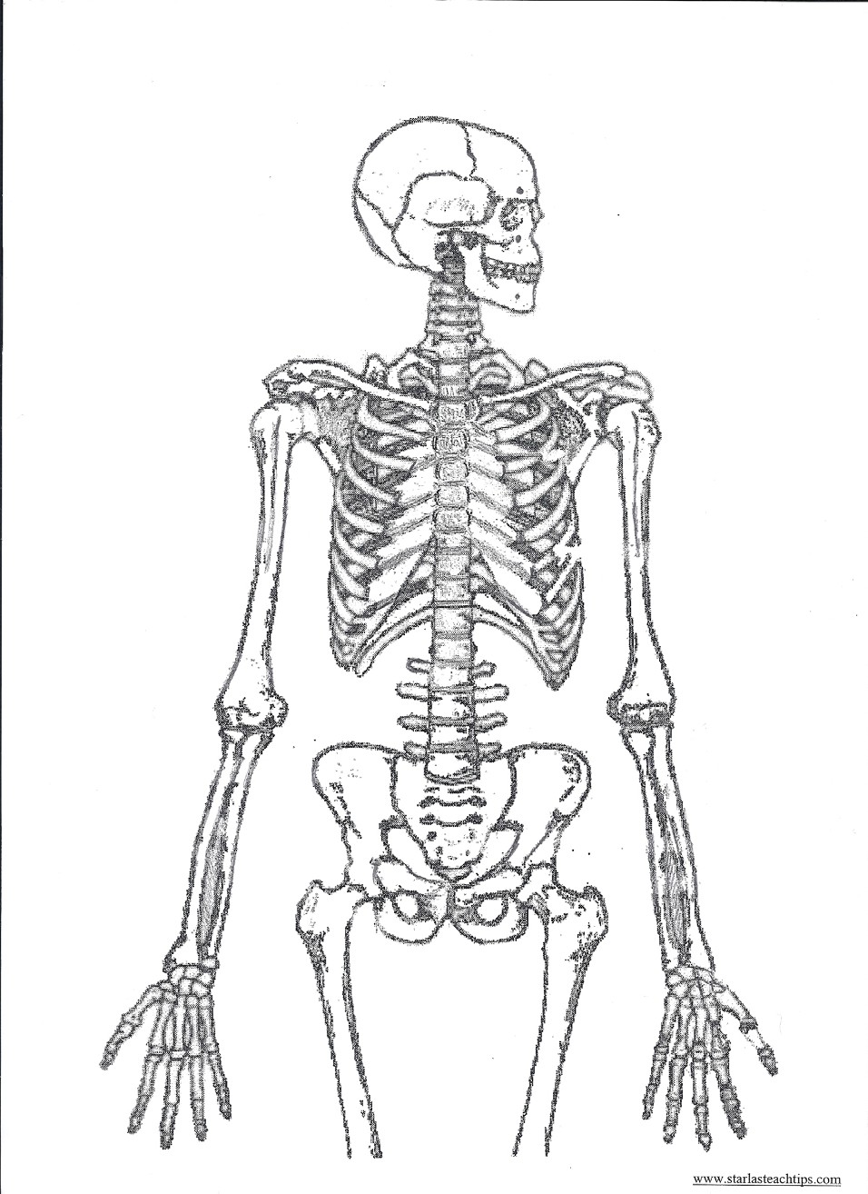 Hands-On Body Systems: DIAGRAMS for HOBS ACTIVITIES Modules