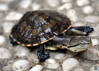 FreshMarine.com - Western Caspian Pond Turtle - Mauremys caspica ...