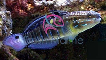 FreshMarine.com - Banded Goby - Amblygobius phalaena - Brownbarred ...