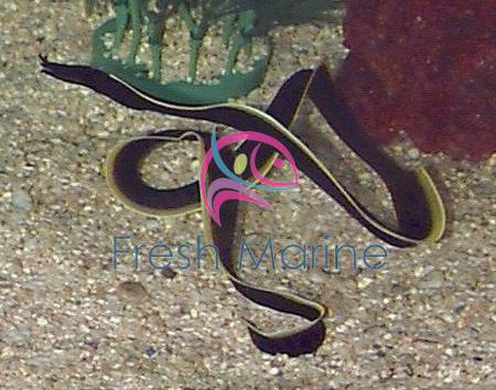 FreshMarine.com - Black Ribbon Eel - Rhinomuraena quaesita - Buy Cheap ...