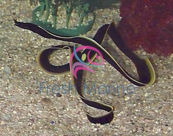FreshMarine.com - Black Ribbon Eel - Rhinomuraena quaesita - Buy Cheap ...