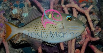 FreshMarine.com - Blue Jaw Trigger - FEMALE - Xanthichthys ...