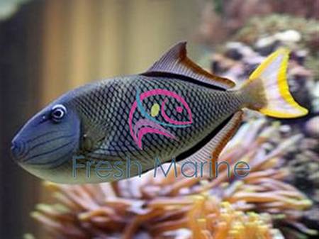 FreshMarine.com - Crosshatch Trigger Fish - Xanthichthys mento - Buy ...