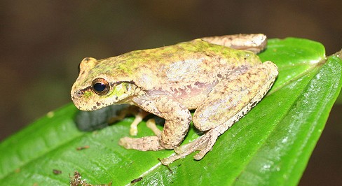 FreshMarine.com - Golden Tree Frog - Plectrohyla chrysopleura - Buy ...
