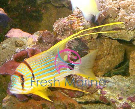 FreshMarine.com - Hifin Snapper - Symphorichthys spilurus - Threadfin ...