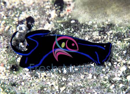 FreshMarine.com - Velvet Sea Slug - Chelidonura varians - Buy Cheap ...