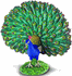 CollectA Birds - Peacock / Peafowl #88209 - Vibrant Plumage