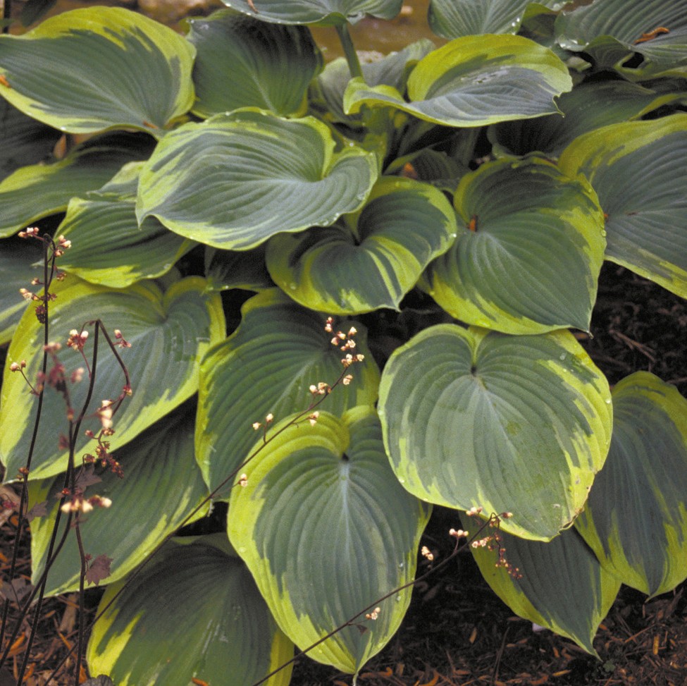 hosta Earth Angel