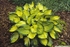 hosta Rainforest Sunrise