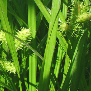 Lurid Sedge Grass Seeds
