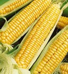 Golden Bantam Sweet Corn