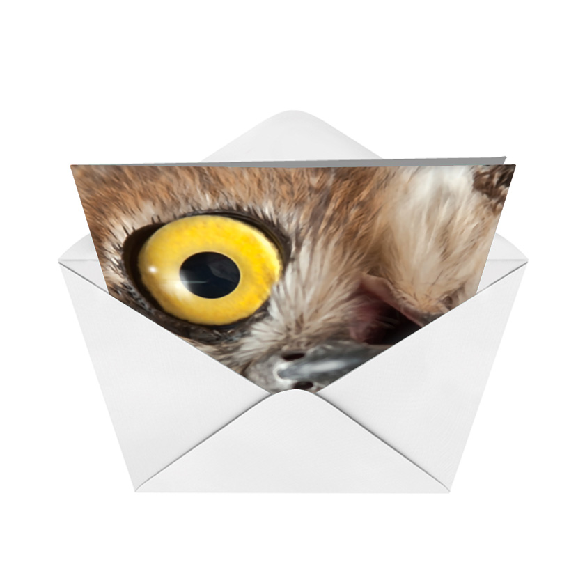 What A Hoot Nobleworks By Design Not Greeted Greeting Card