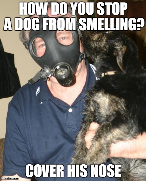 15 Dog Jokes You'll Want to Hear (Spoiler: They're Pretty Bad)