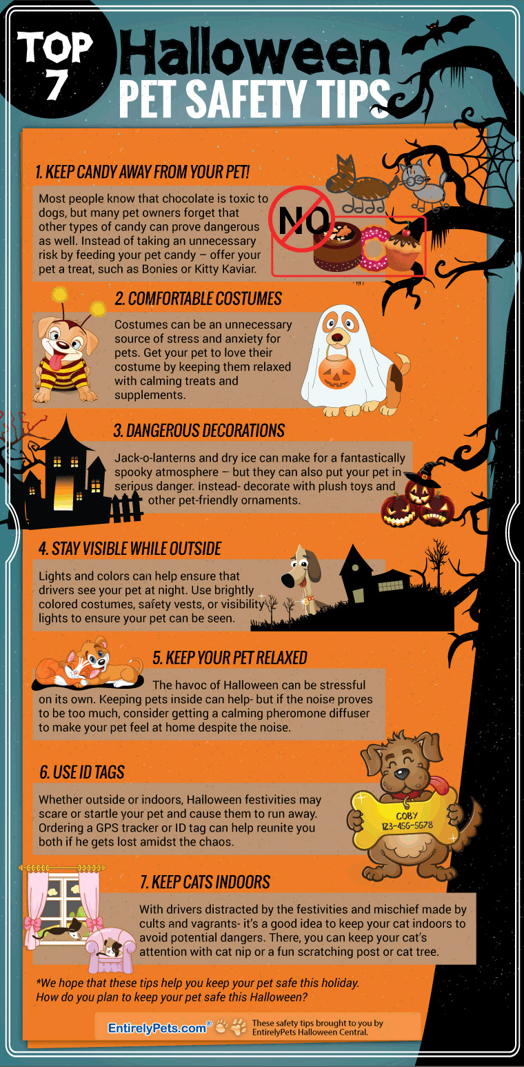 Top 7 Halloween Pet Safety Tips | EntirelyPets