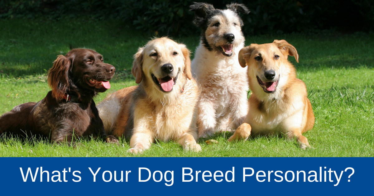 Personality Quiz: What's Your Dog Breed Personality? | EntirelyPets