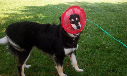 Meet Candy: The Amazing Rescue Dog Who Helped Her Owner Through Cancer ...