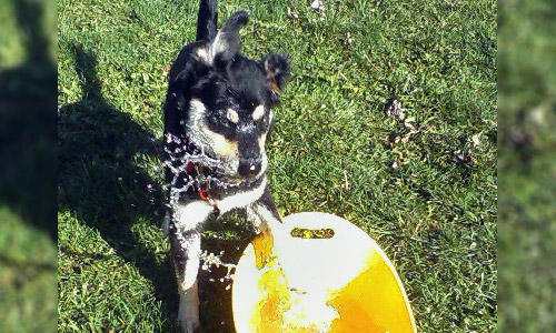 Meet Candy: The Amazing Rescue Dog Who Helped Her Owner Through Cancer ...