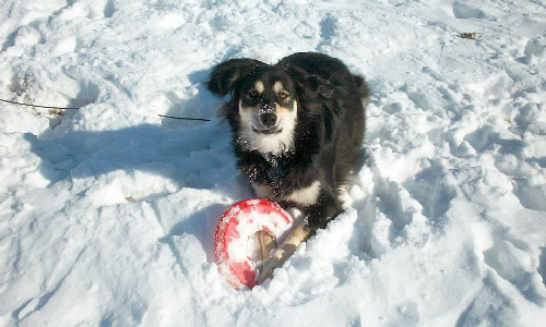 Meet Candy: The Amazing Rescue Dog Who Helped Her Owner Through Cancer ...