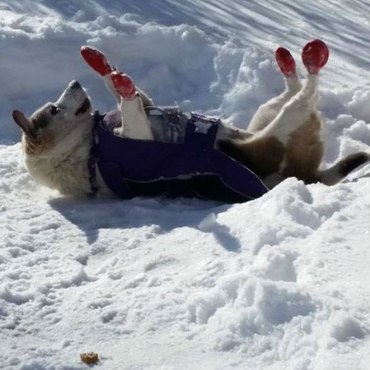 These 25 Adorable Mutts Show How Awesome Mixed Breed Dogs Really Are!