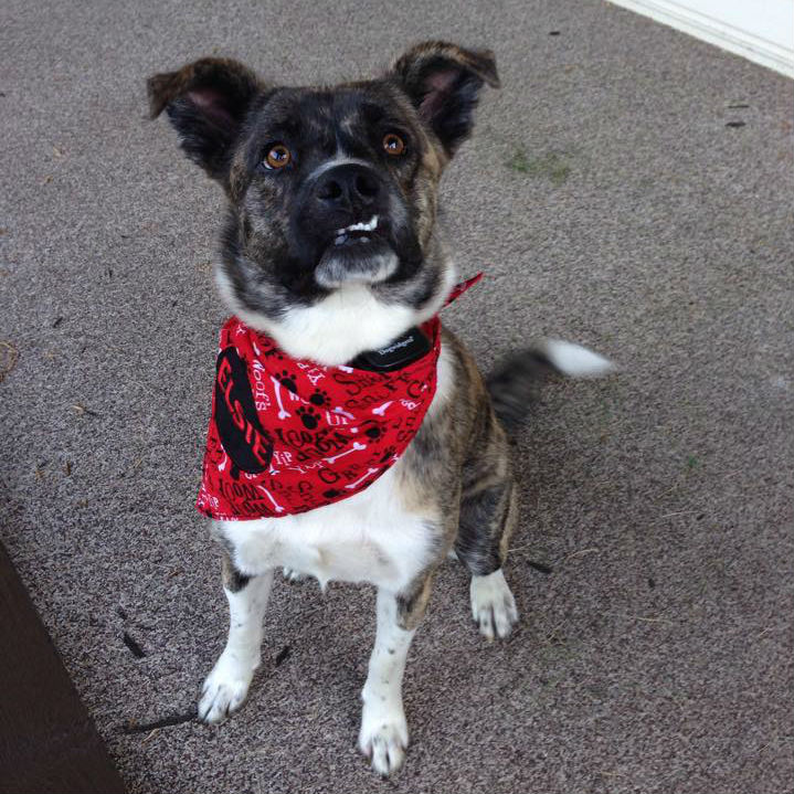 These 25 Adorable Mutts Show How Awesome Mixed Breed Dogs Really Are!