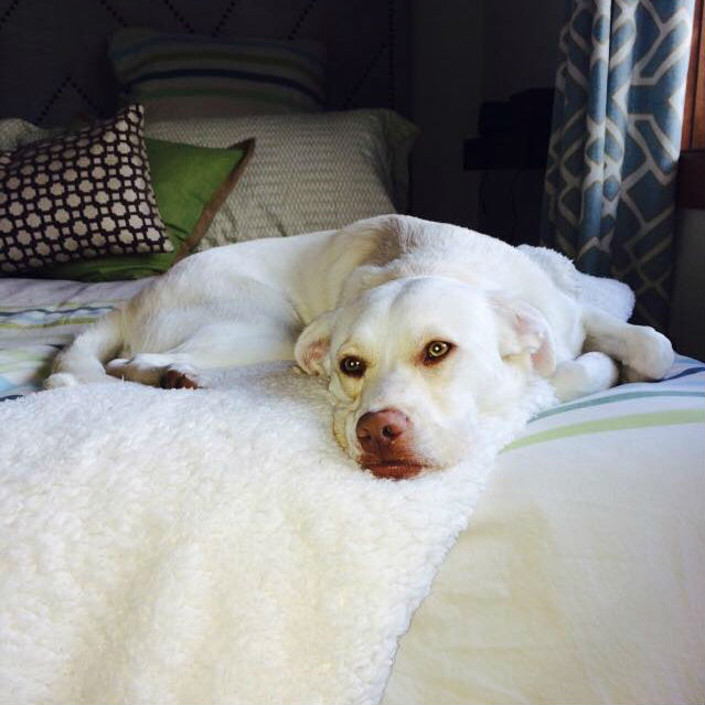 These 25 Adorable Mutts Show How Awesome Mixed Breed Dogs Really Are!