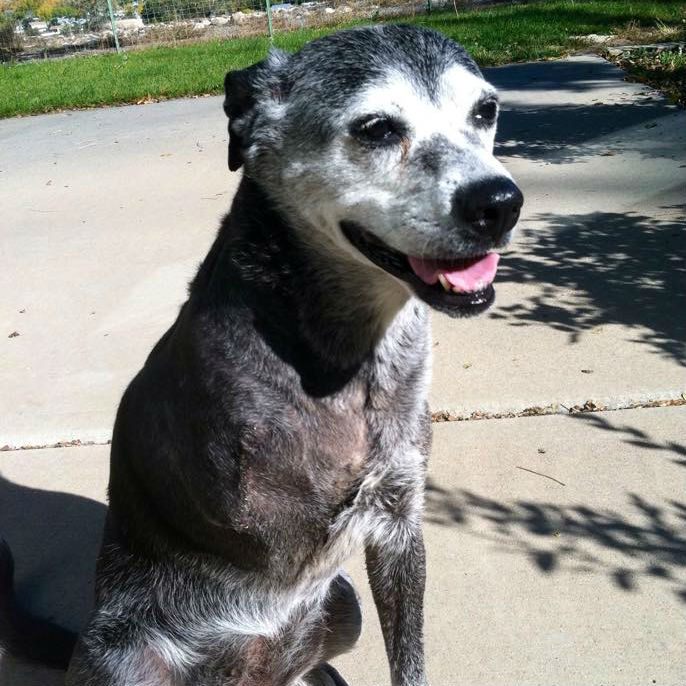 These 25 Adorable Mutts Show How Awesome Mixed Breed Dogs Really Are!